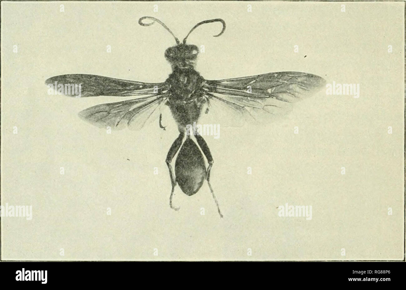 Ant nest under wood hi-res stock photography and images - Alamy