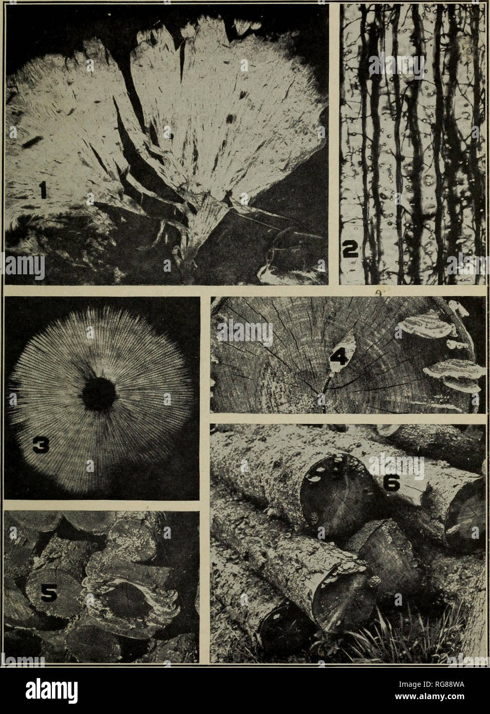 . [Bulletins on forest pathology : from Bulletin U.S.D.A., Washington ...