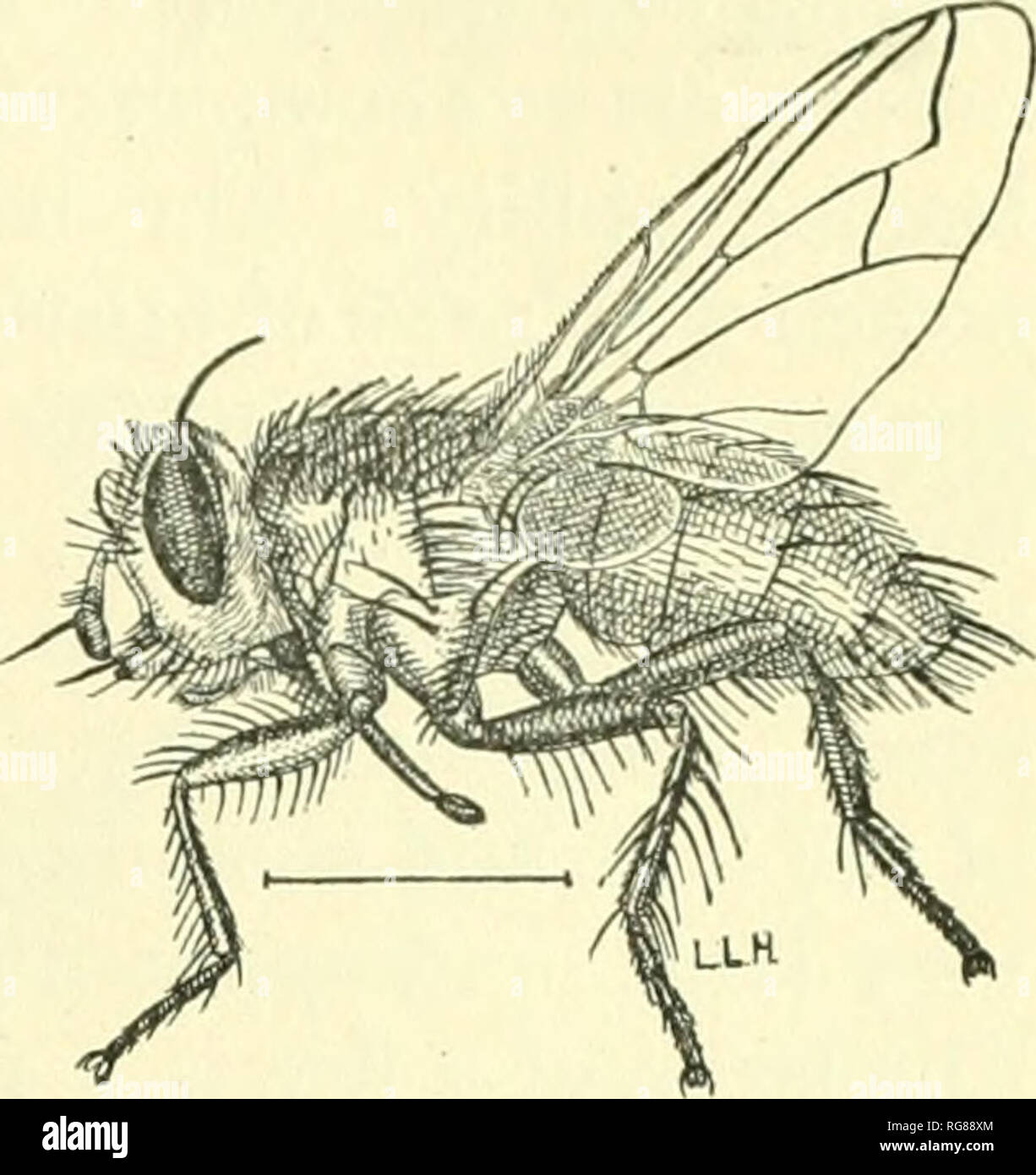 Trypetidae High Resolution Stock Photography and Images - Alamy