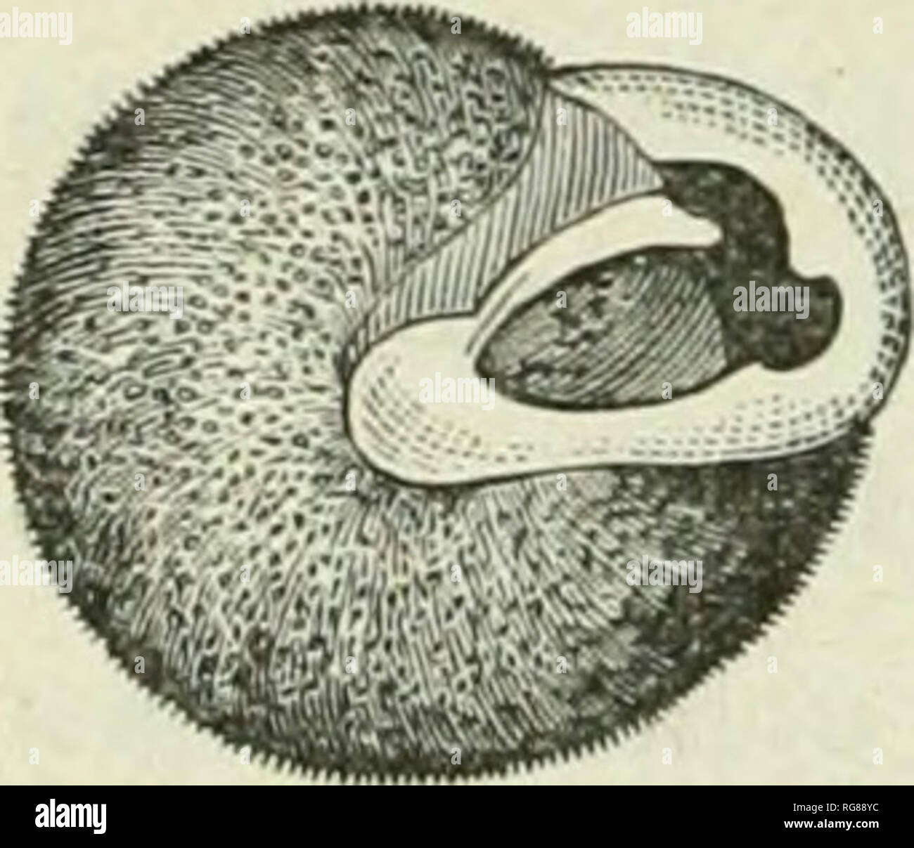 . Bulletin - United States National Museum. Science. 284 A MANUAL OF ...