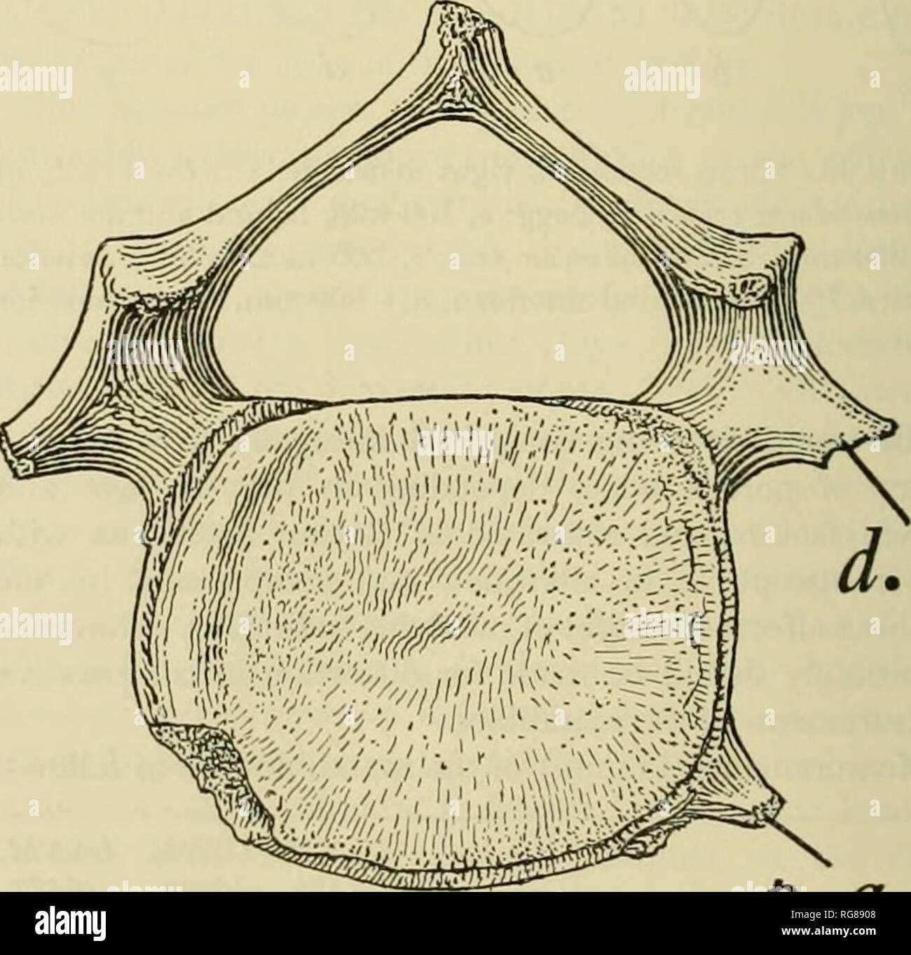 . Bulletin - United States National Museum. Science. Figure 95 ...