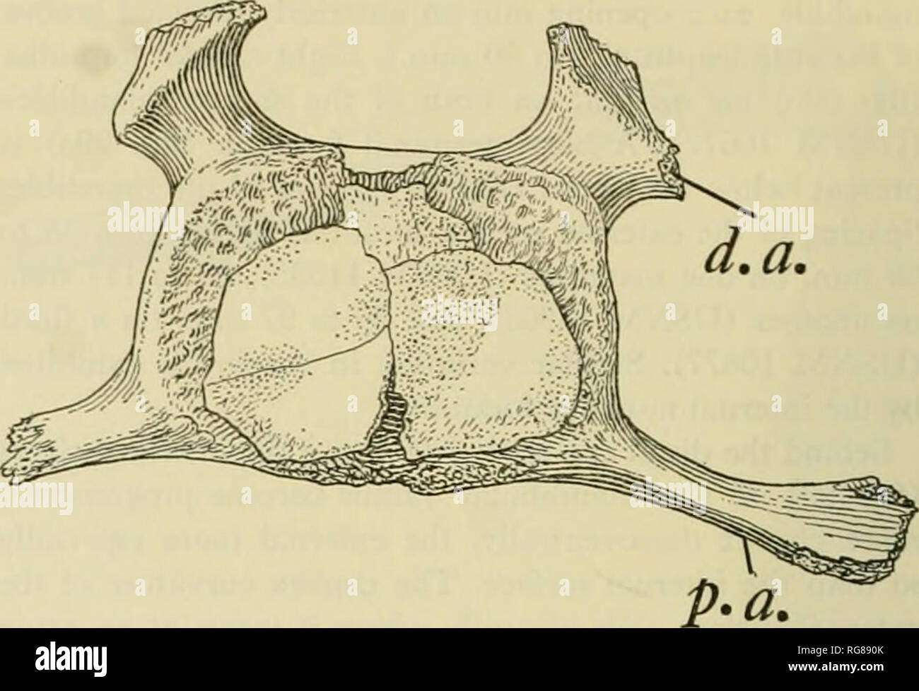 . Bulletin - United States National Museum. Science. Figure 94 ...