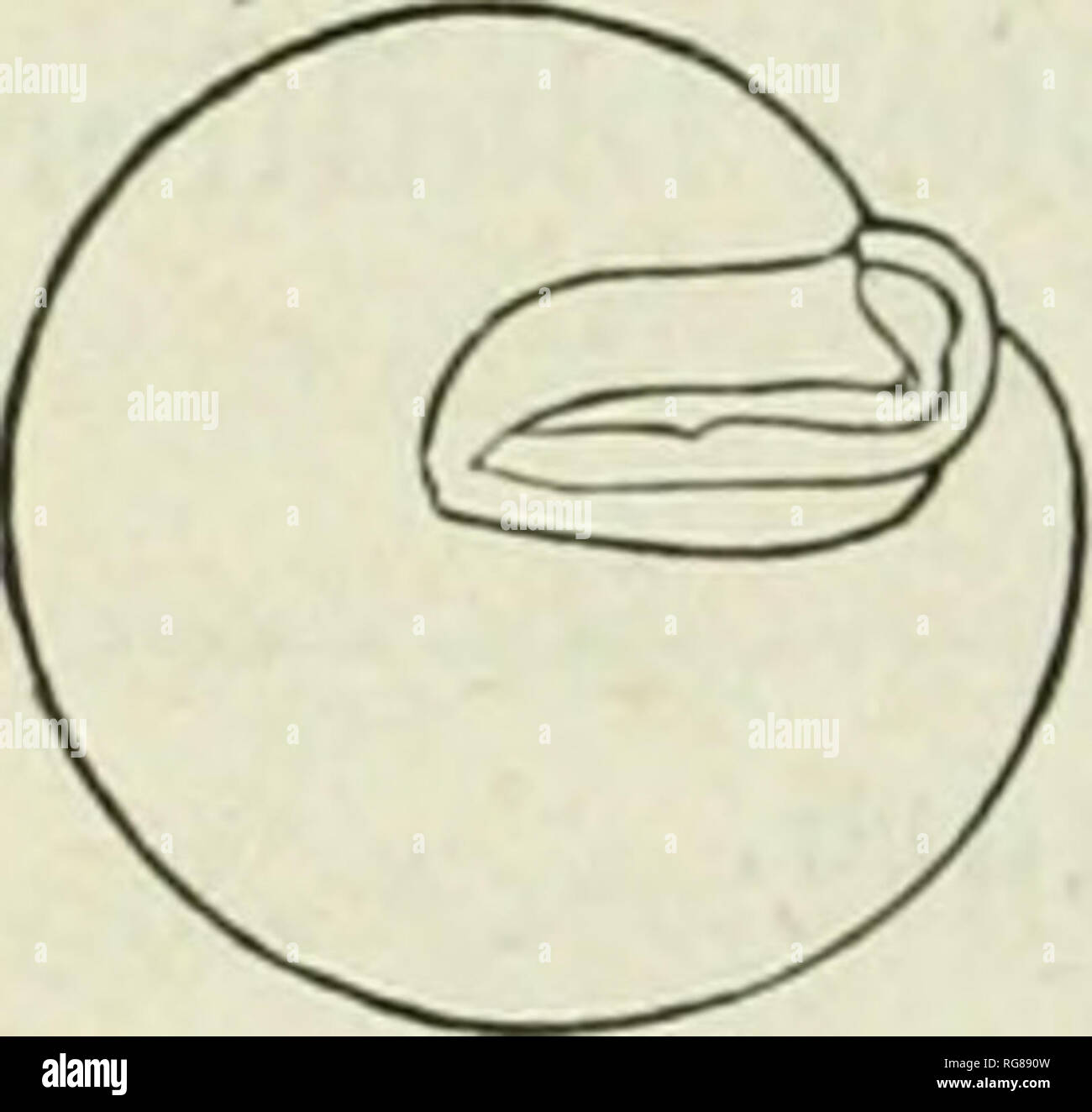 Lenticular Base High Resolution Stock Photography and Images - Alamy