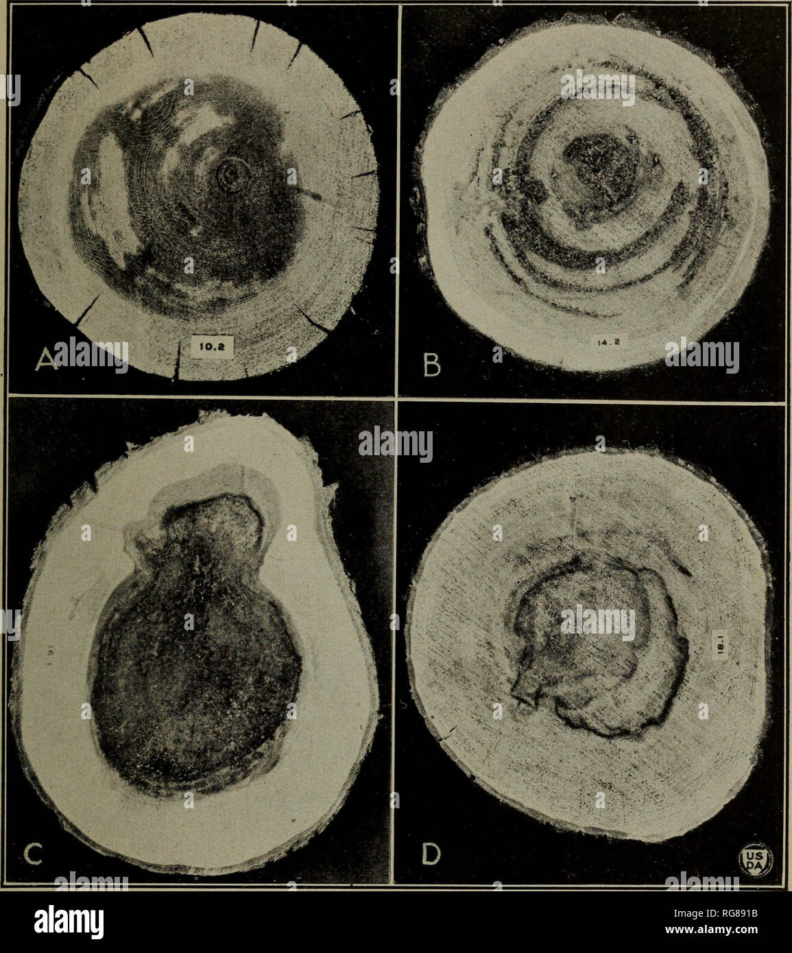 . [Bulletins on forest pathology : from Bulletin U.S.D.A., Washington ...
