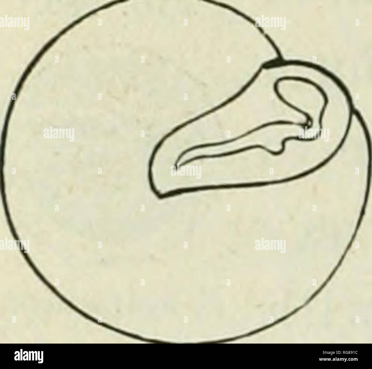 Lenticular Base High Resolution Stock Photography and Images - Alamy