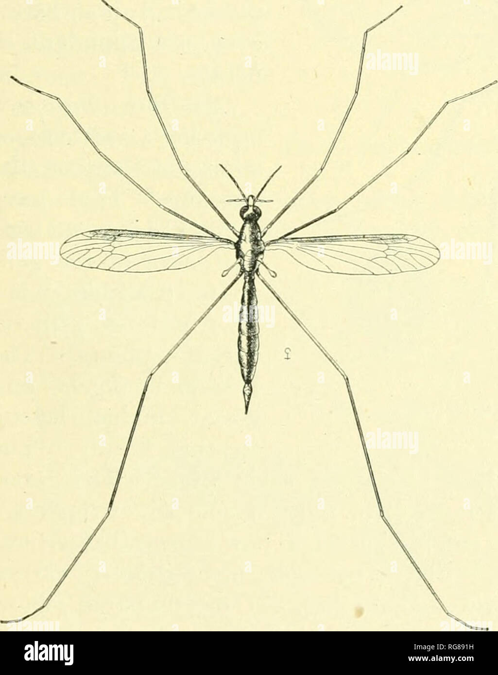 Tig triangular hi-res stock photography and images - Alamy