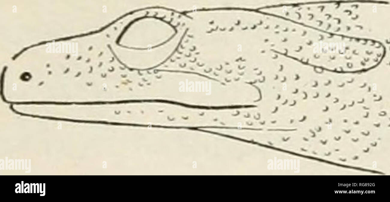 Bony knob on head hi-res stock photography and images - Alamy