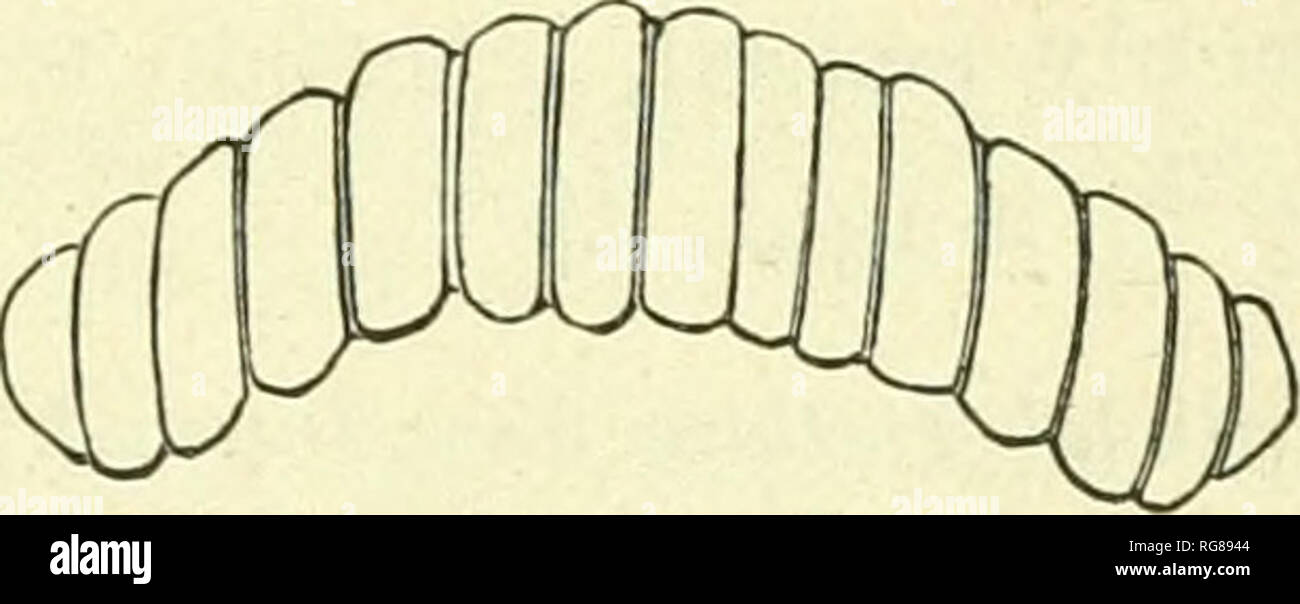 Globose shell hi-res stock photography and images - Alamy
