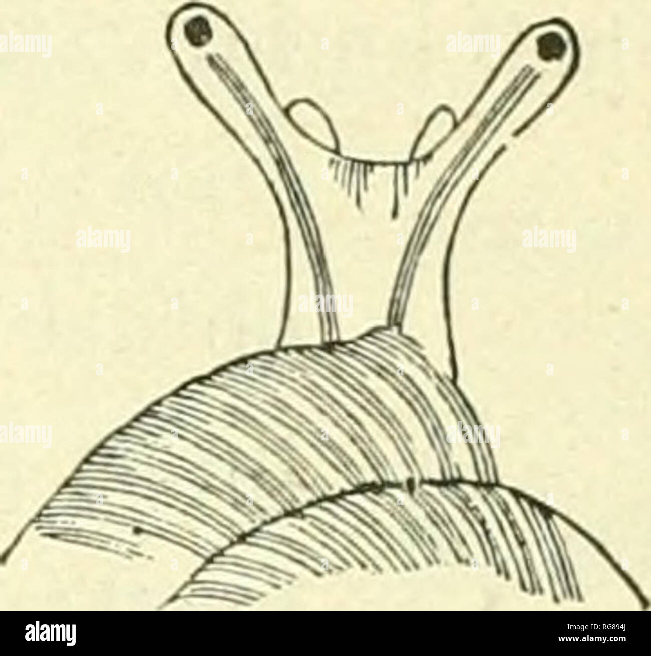 Globose shell hi-res stock photography and images - Alamy