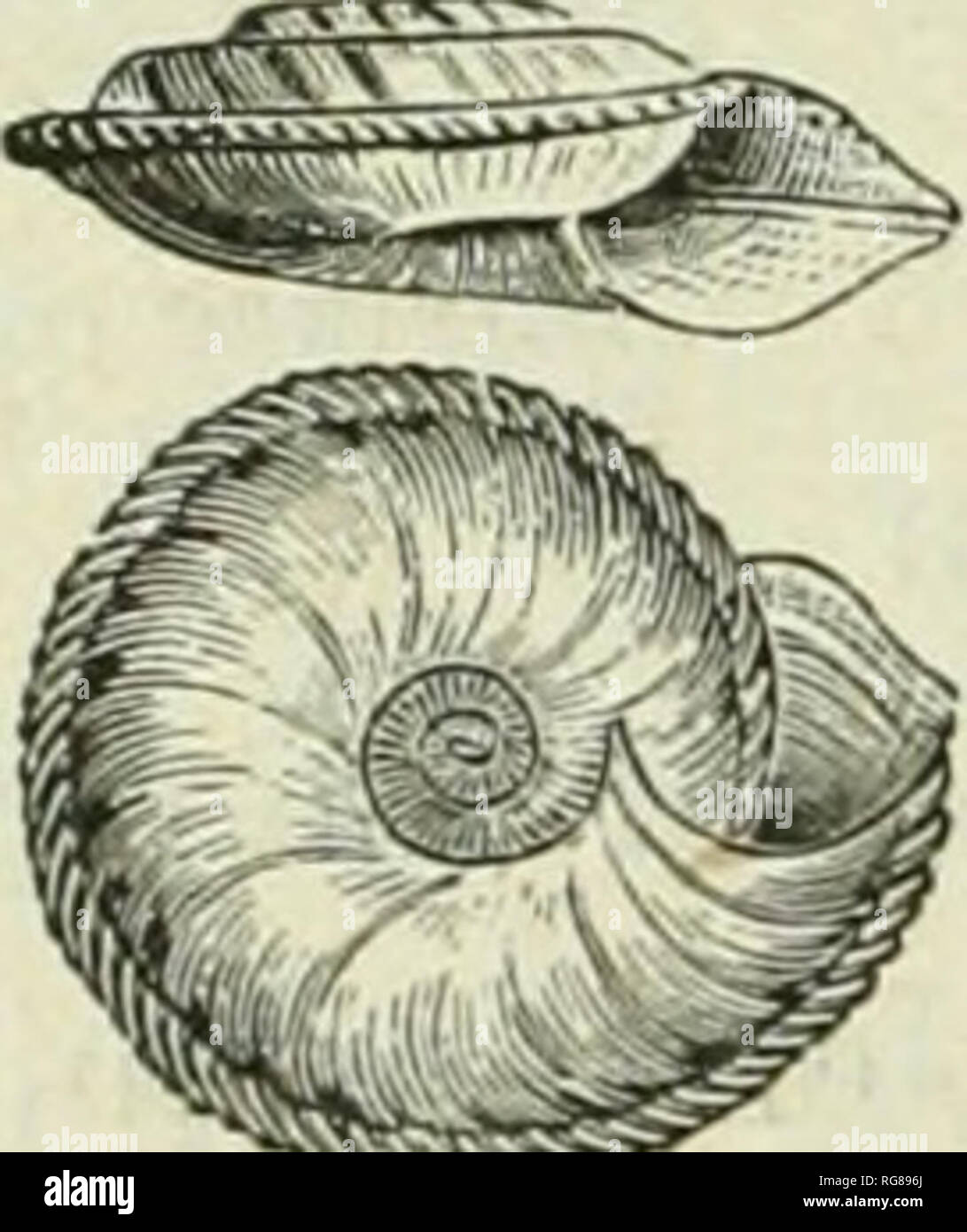 10 whole teeth hi-res stock photography and images - Alamy