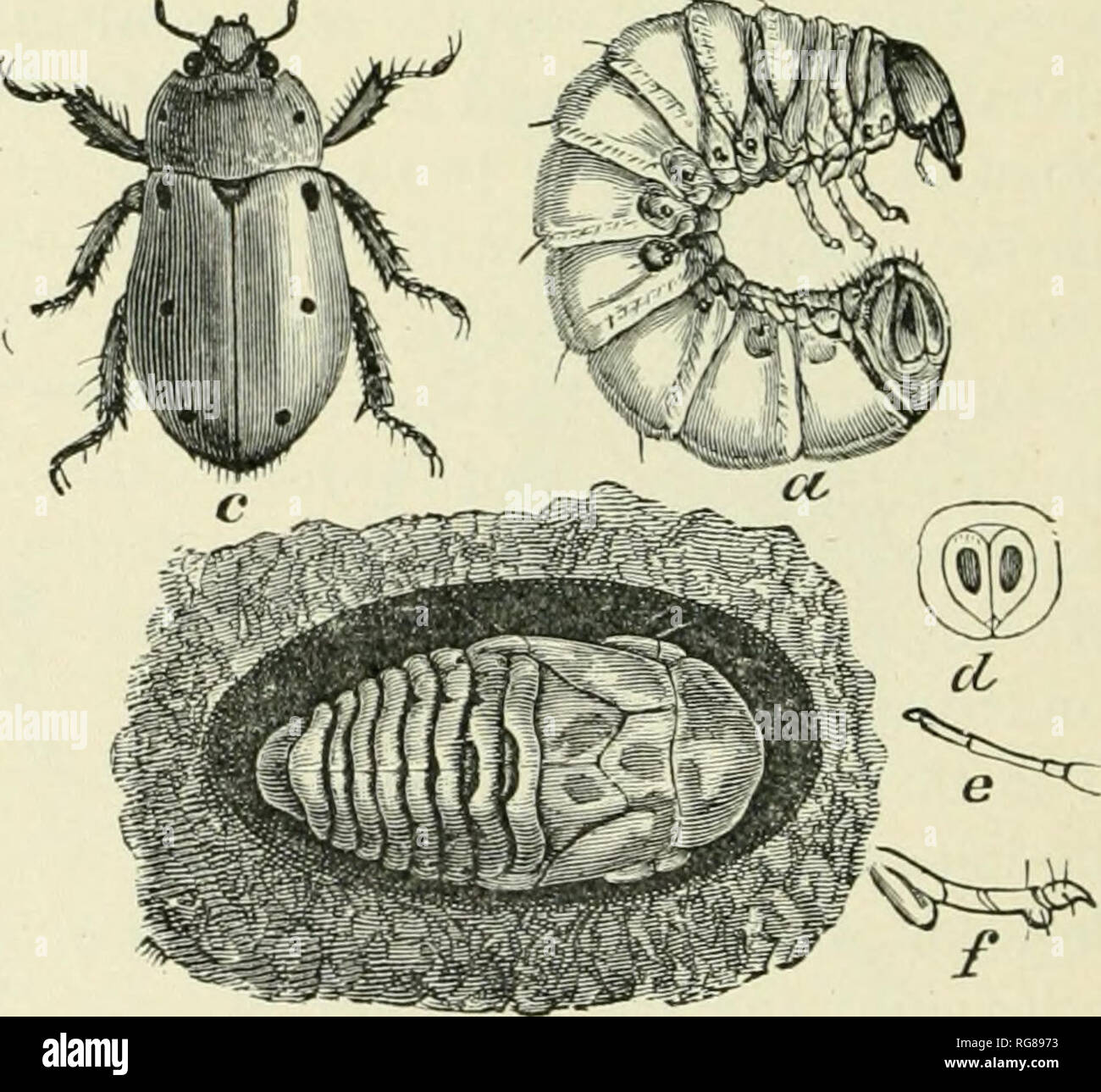 . Bulletin - United States National Museum. Science. -The plttm ...
