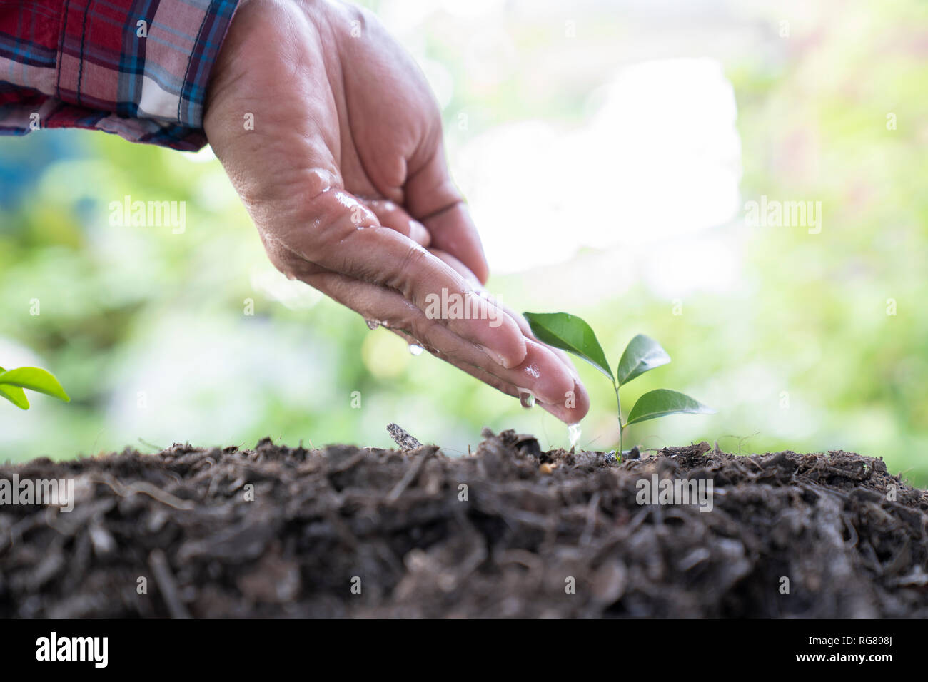 Man hand watering a young plant - Image Stock Photo - Alamy