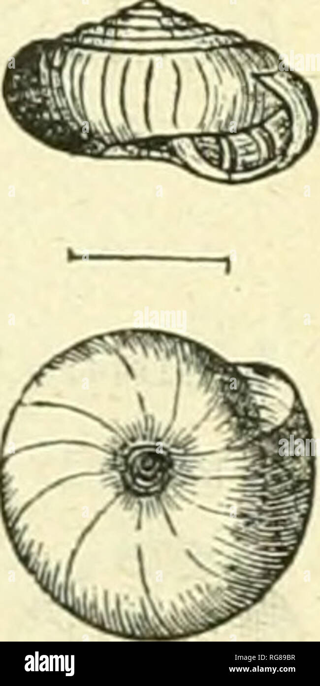 Transverse wrinkles hi-res stock photography and images - Alamy