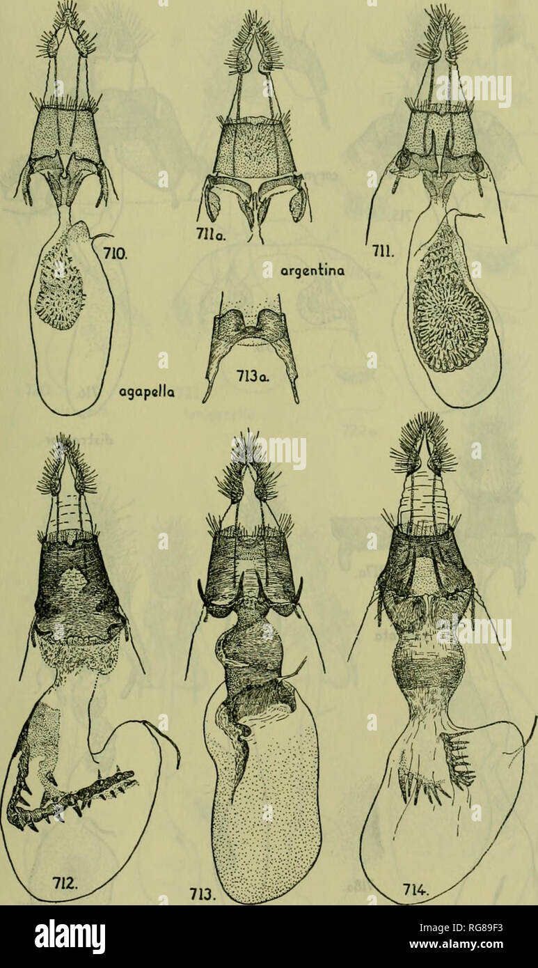 Brazilian moths hi-res stock photography and images - Alamy
