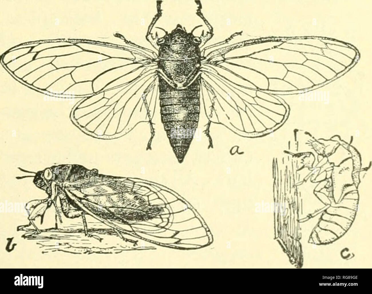 . Bulletin - United States National Museum. Science. To this suborder ...