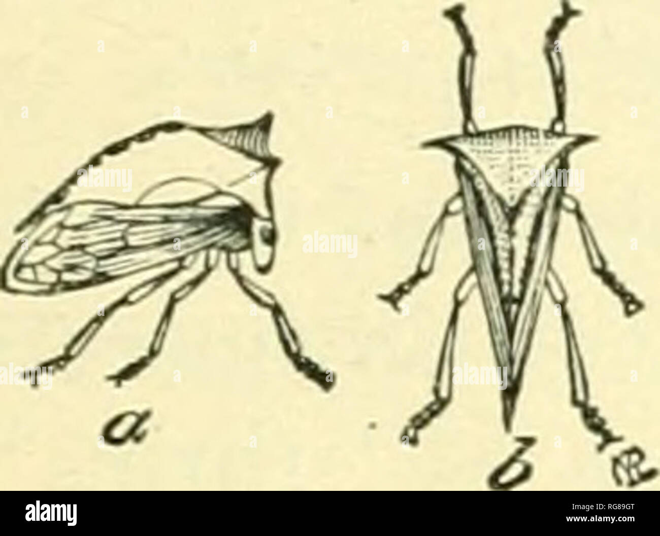 . Bulletin - United States National Museum. Science. Fig. 23.—Adult and ...