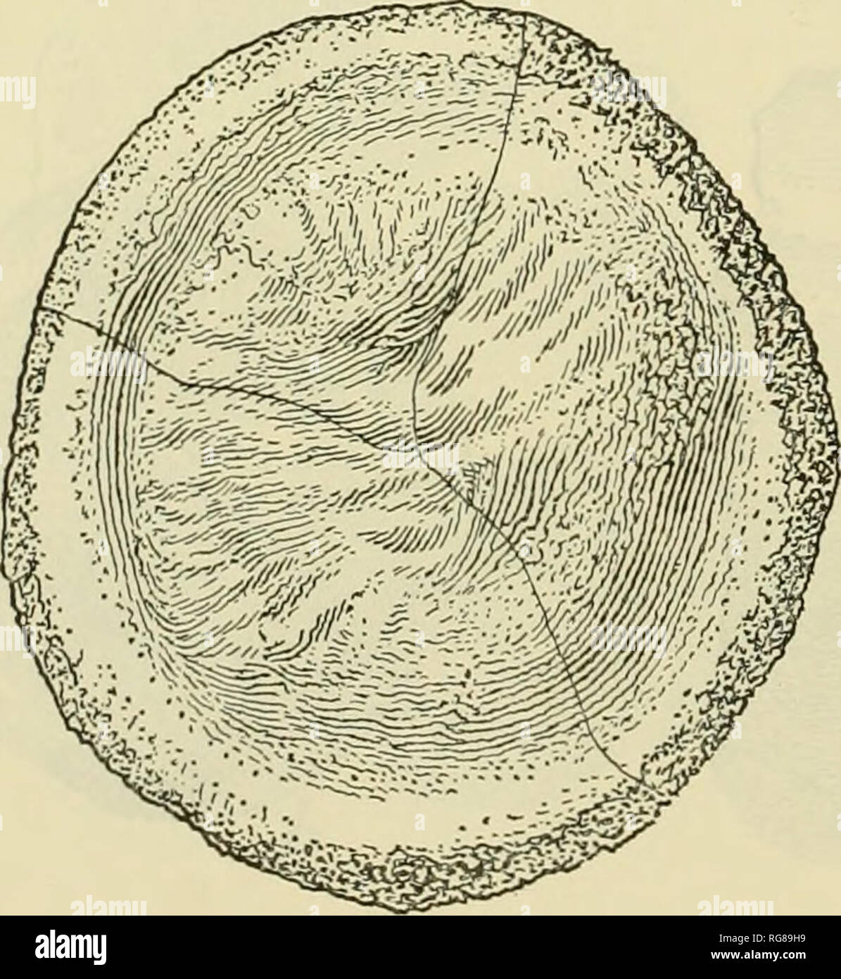 . Bulletin - United States National Museum. Science. a o Figure 67 ...