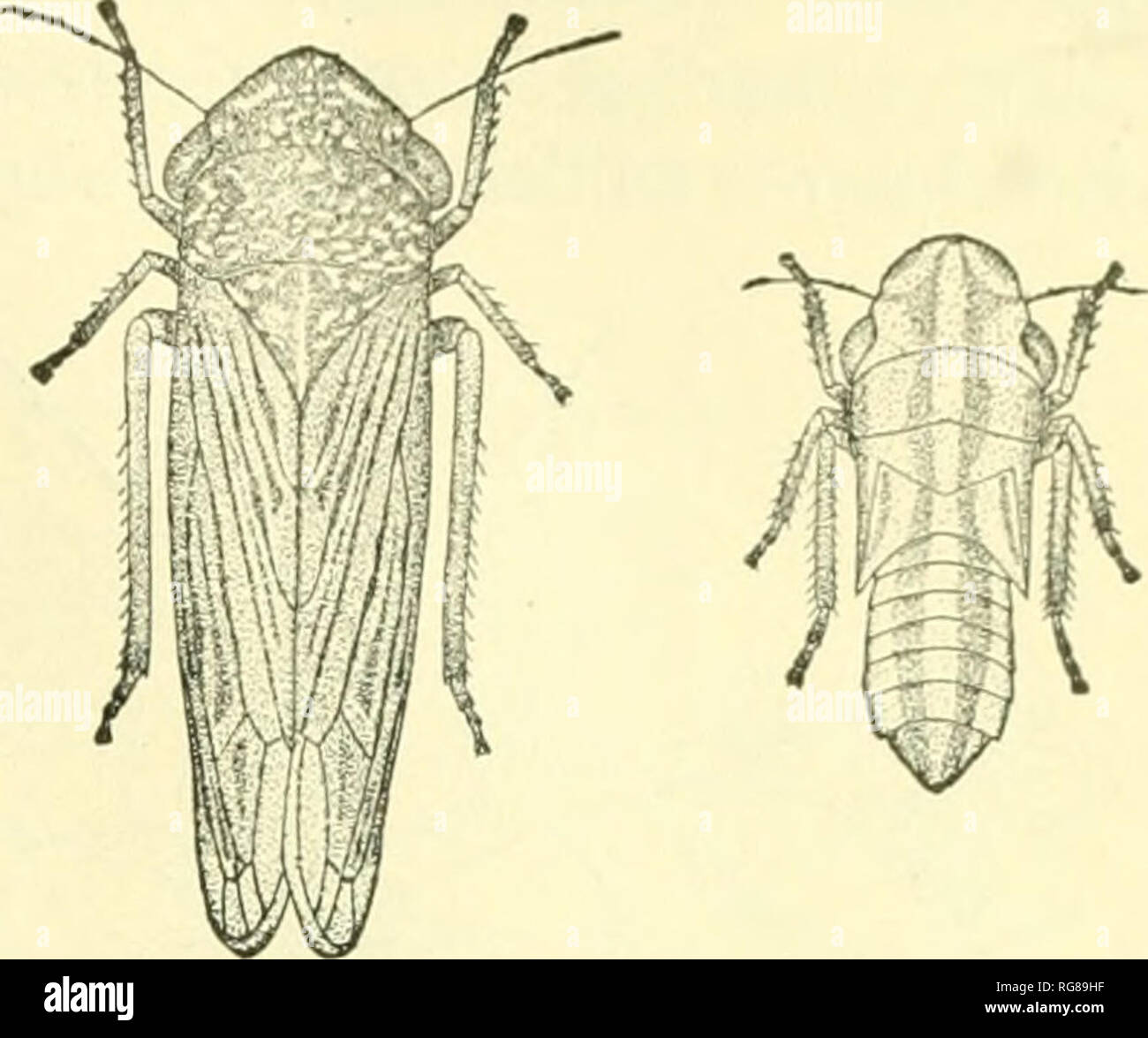 Jassid hi-res stock photography and images - Alamy