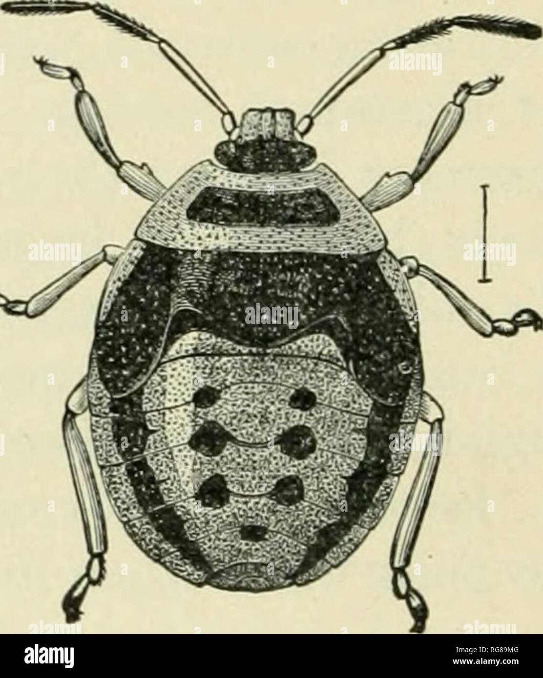 Mouthparts of a pentatomid bug hi-res stock photography and images - Alamy
