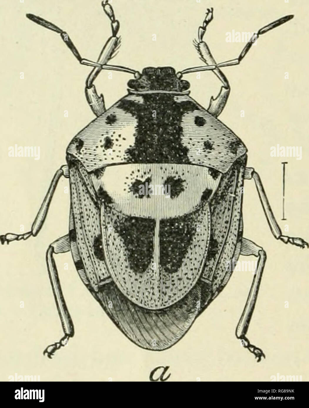 Family gryllidae also known as hi-res stock photography and images - Alamy