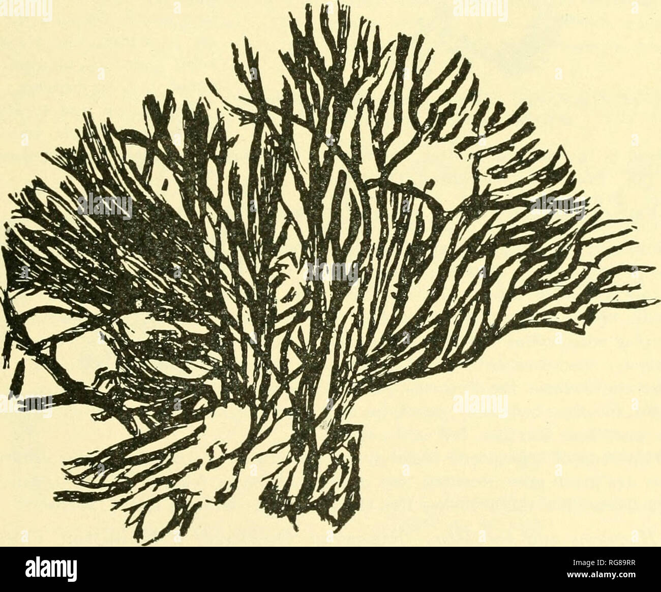 Dendroid hi-res stock photography and images - Alamy