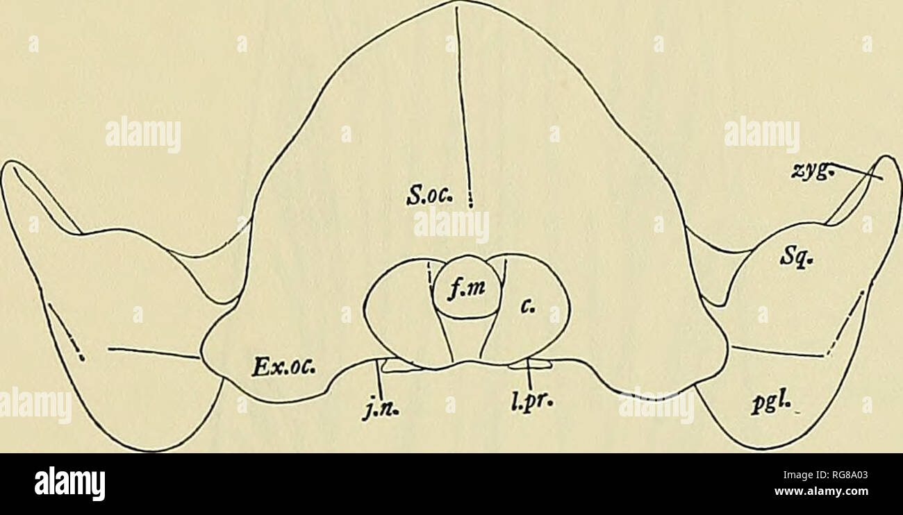 . Bulletin - United States National Museum. Science. UNRECOGNIZED ...