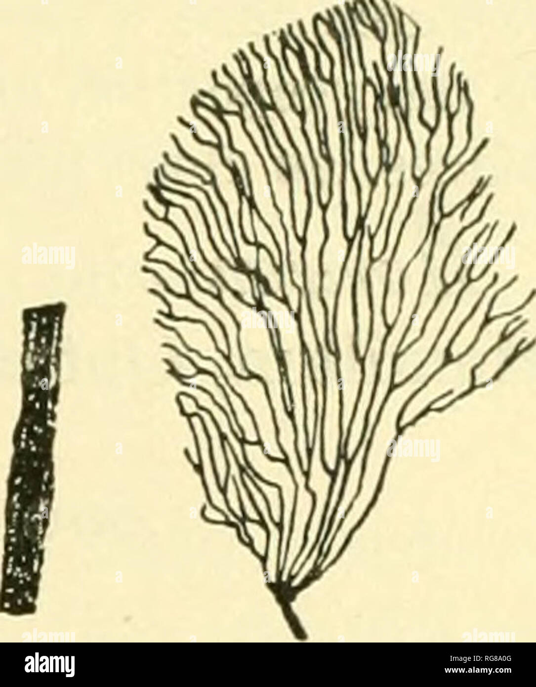 Dendroid hi-res stock photography and images - Alamy