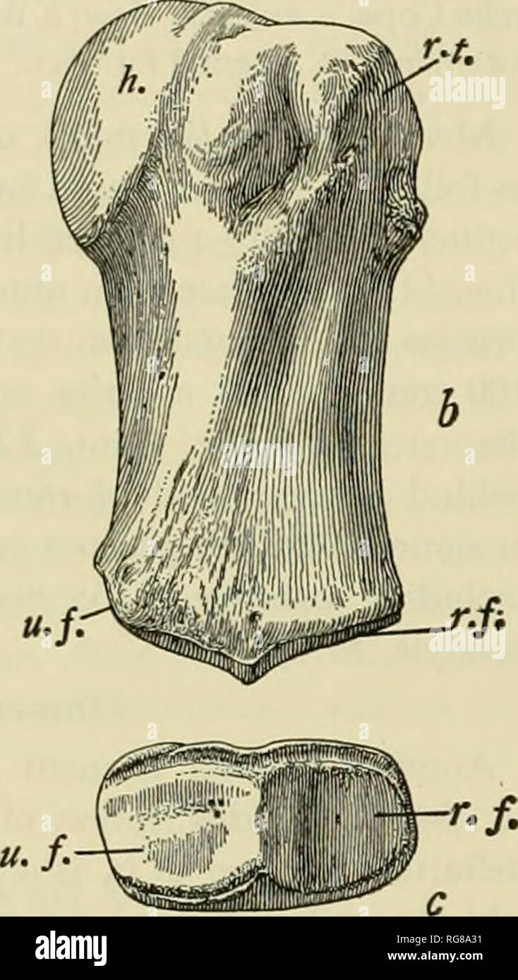 Ulnar tuberosity hi-res stock photography and images - Alamy