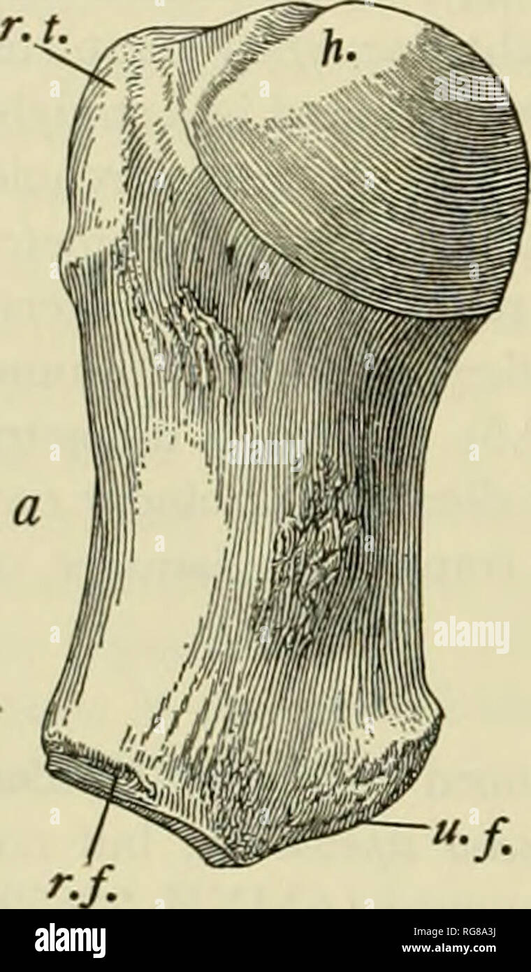 Radial tuberosity hi-res stock photography and images - Alamy