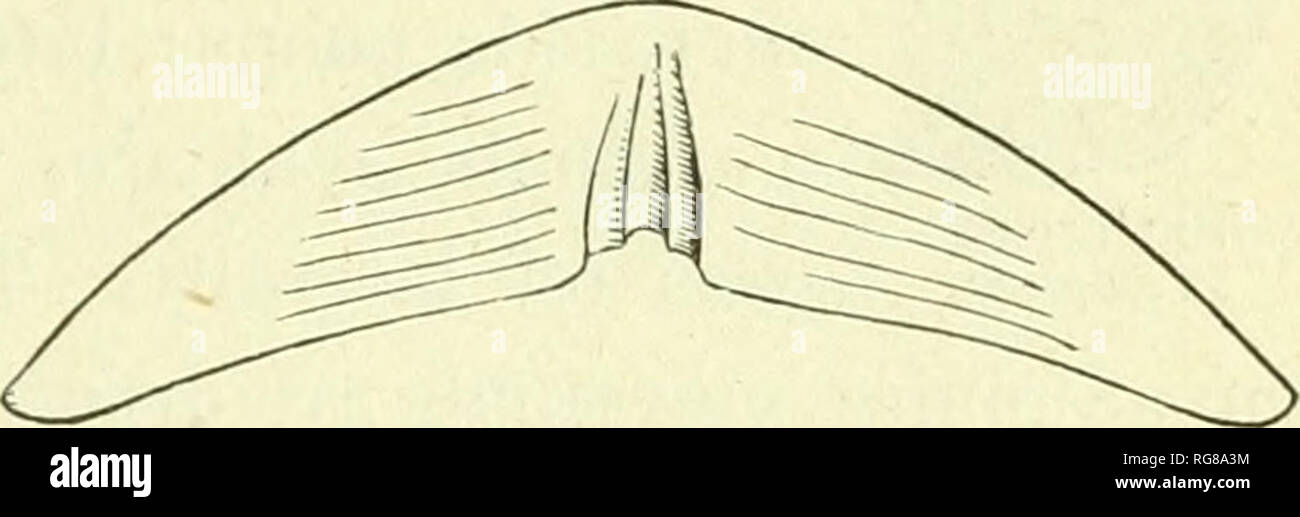 Globose shell hi-res stock photography and images - Alamy