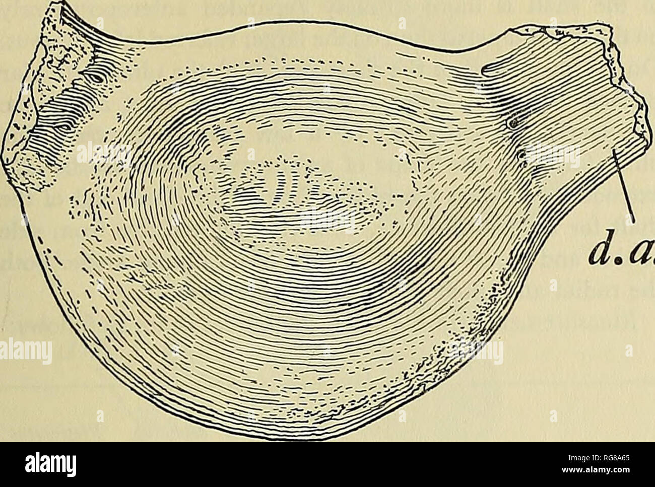 . Bulletin - United States National Museum. Science. MIOCENE CALVERT ...