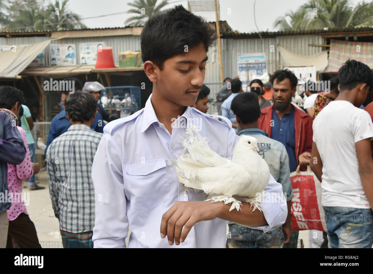 Fancy pigeons hi-res stock photography and images - Alamy