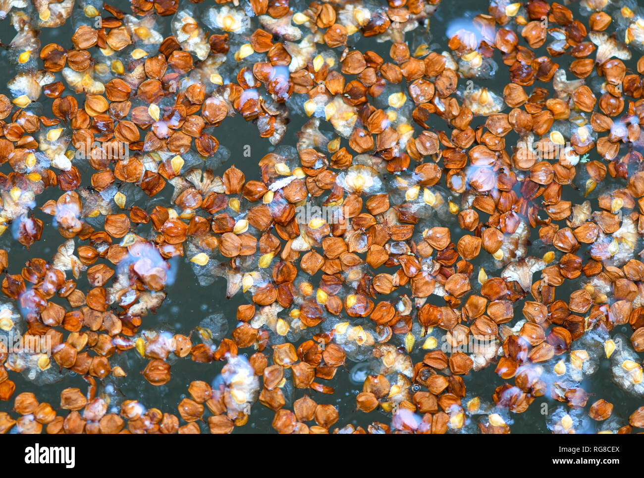 27 January 2019, Brandenburg, Treplin: The seeds of an alder lie on the ...