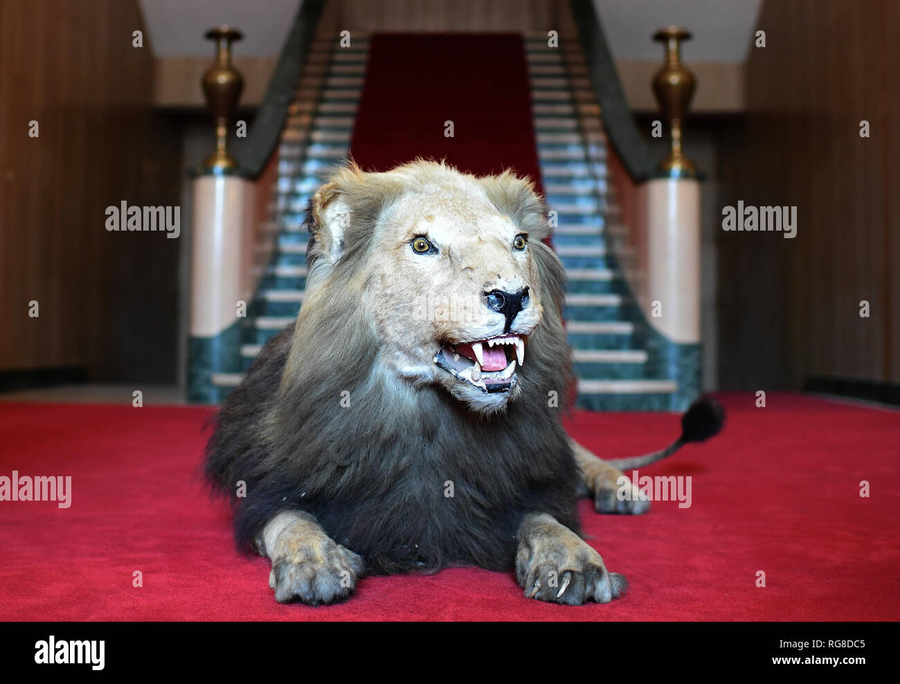 Animals on the red carpet hi-res stock photography and images - Alamy