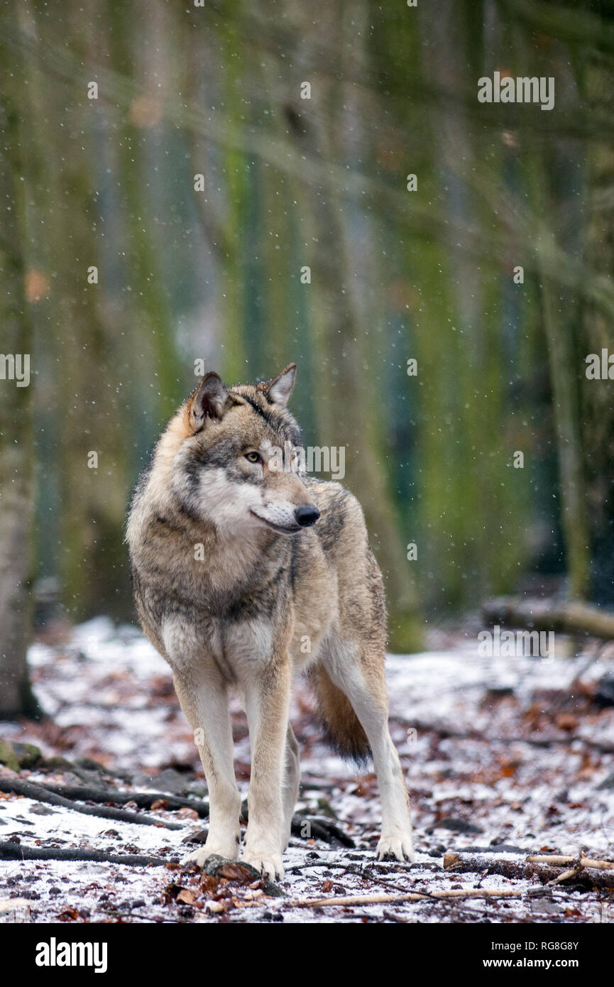 Wolf dance hi-res stock photography and images - Alamy