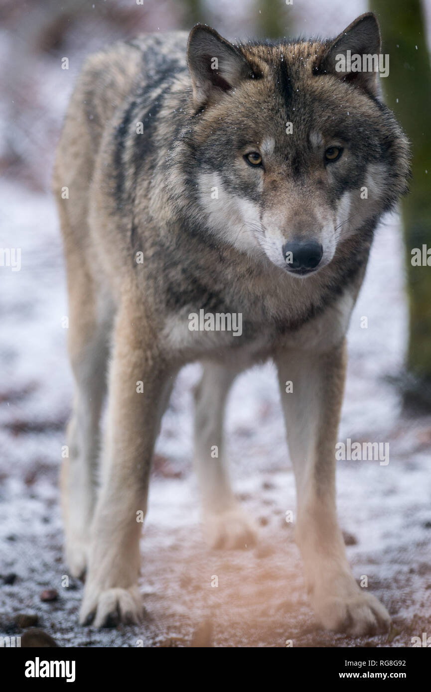 Wolf dance hi-res stock photography and images - Alamy