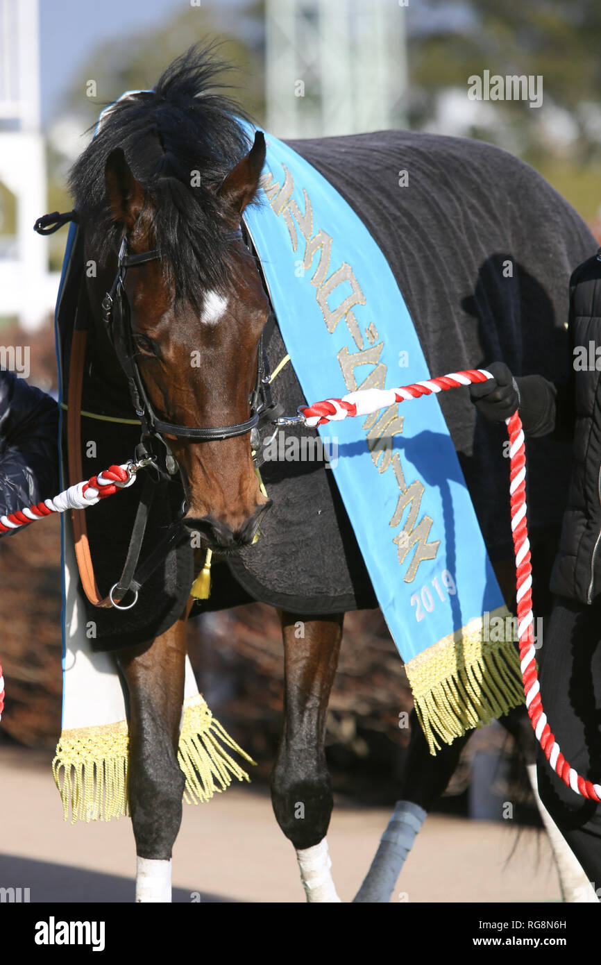 Kyoto, Japan. 27th Jan, 2019. Danon Smash Horse Racing : Danon Smash ...