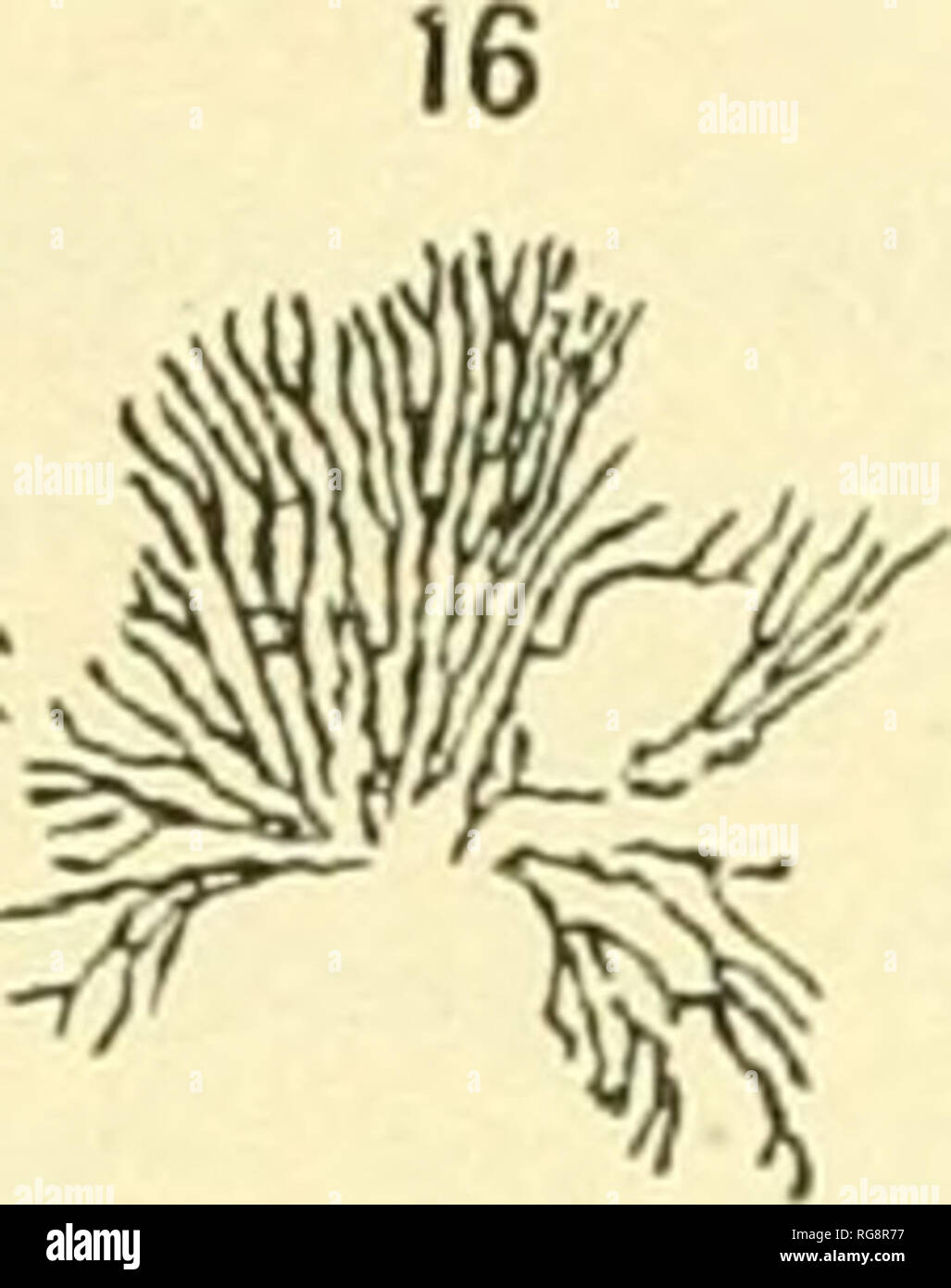 Callograptus hi-res stock photography and images - Alamy