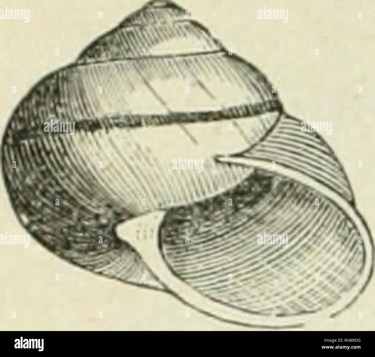 . Bulletin - United States National Museum. Science. 138 A MANUAL OF ...