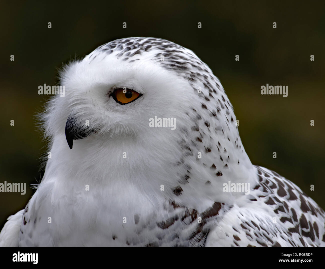 Snowy owl at the Hawk Conservancy Stock Photo - Alamy