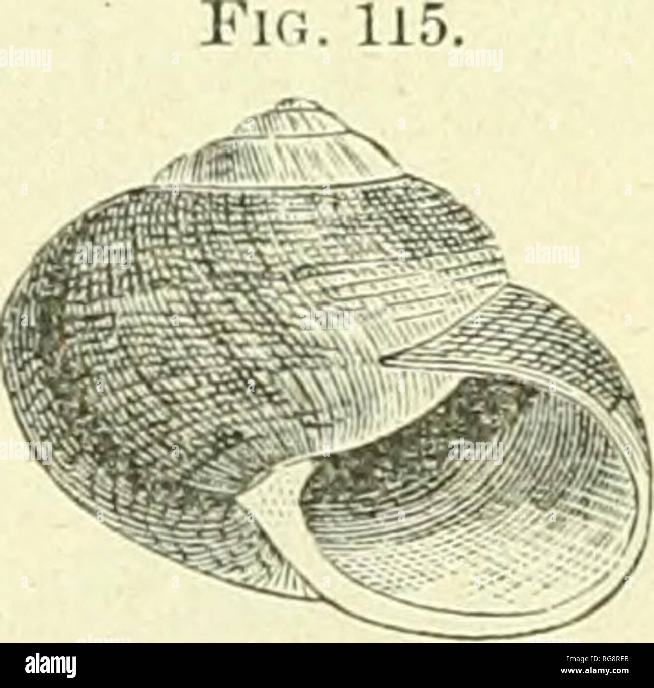 Conic shell hi-res stock photography and images - Alamy