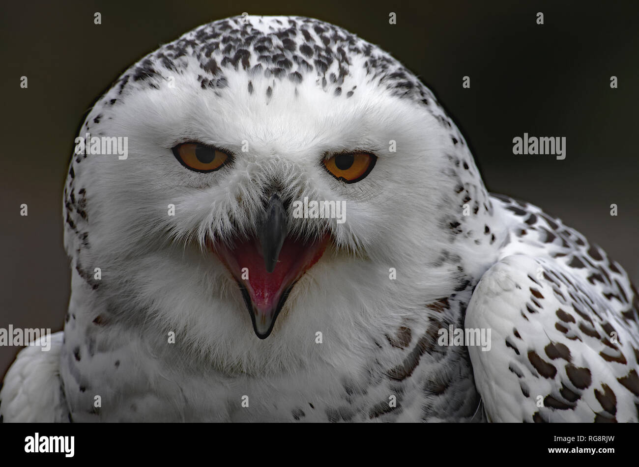 Hawk conservancy hi-res stock photography and images - Alamy