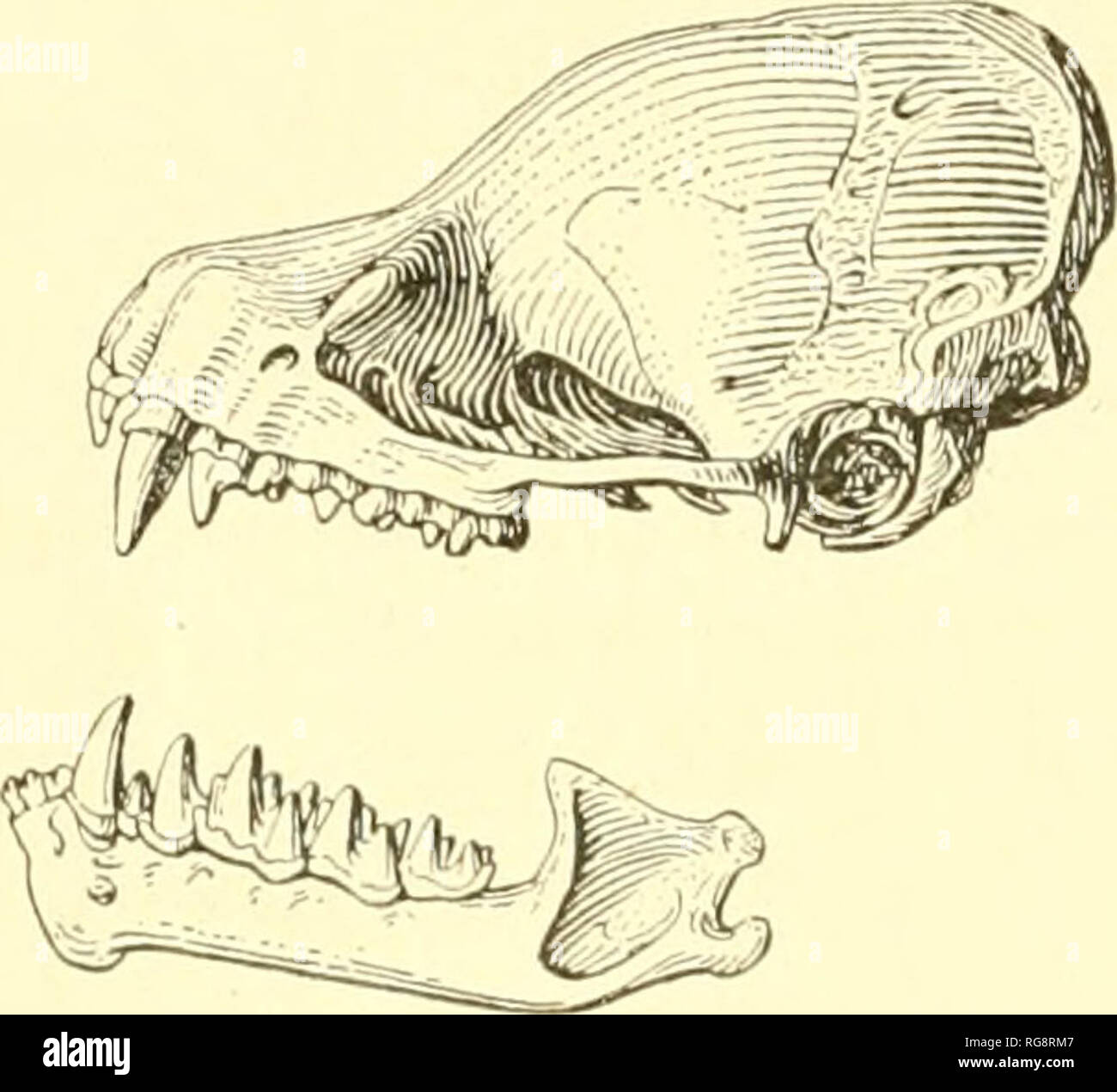 Lower incisors are smaller than the upper hi-res stock photography and ...