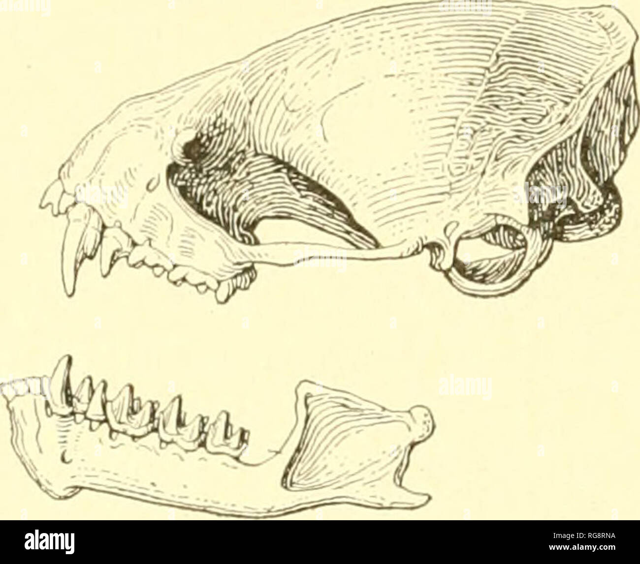 . Bulletin - United States National Museum. Science. 214 BULLETIN 'u, T ...