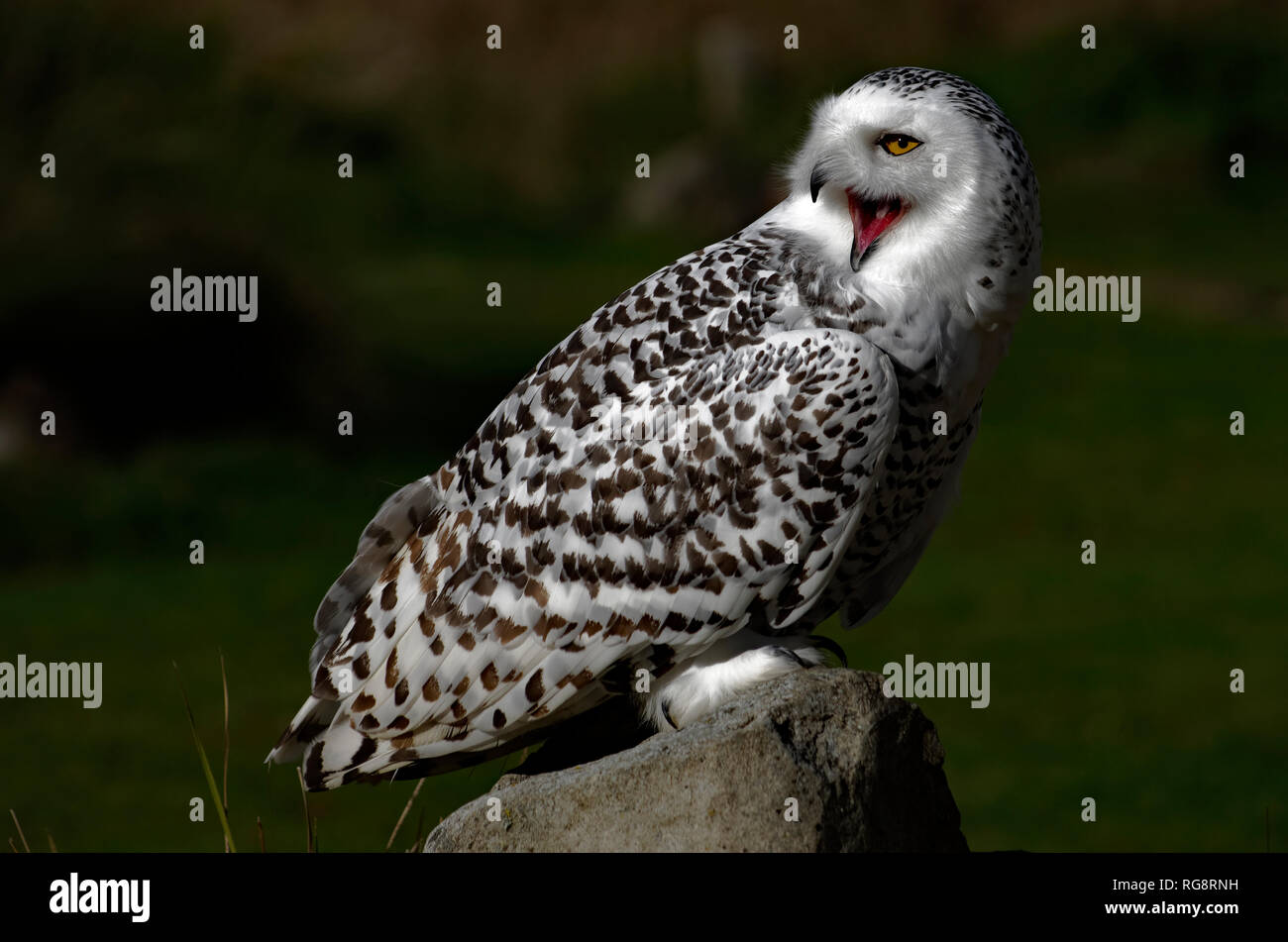 Snowy owl at the Hawk Conservancy Stock Photo - Alamy