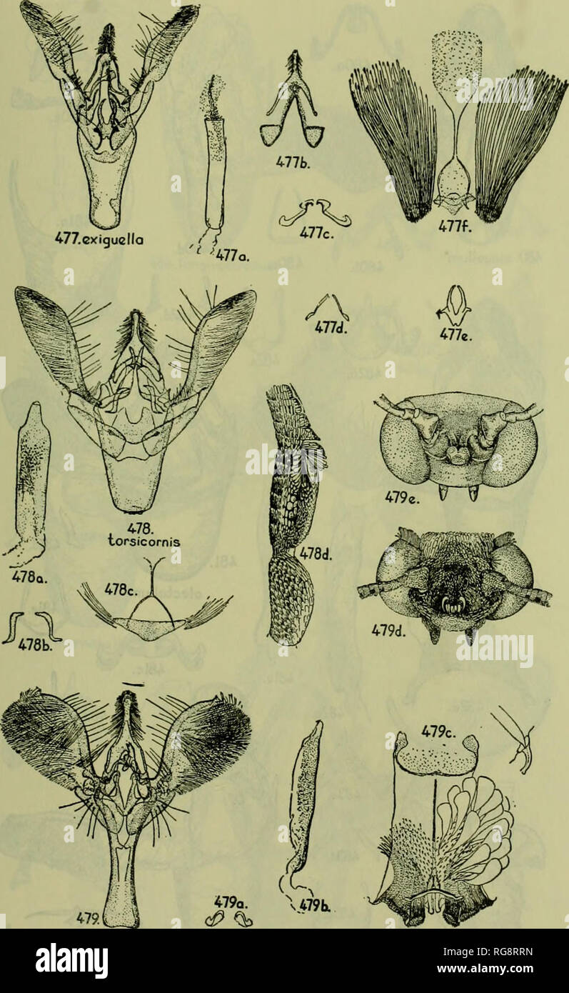 Gnathos hi-res stock photography and images - Alamy