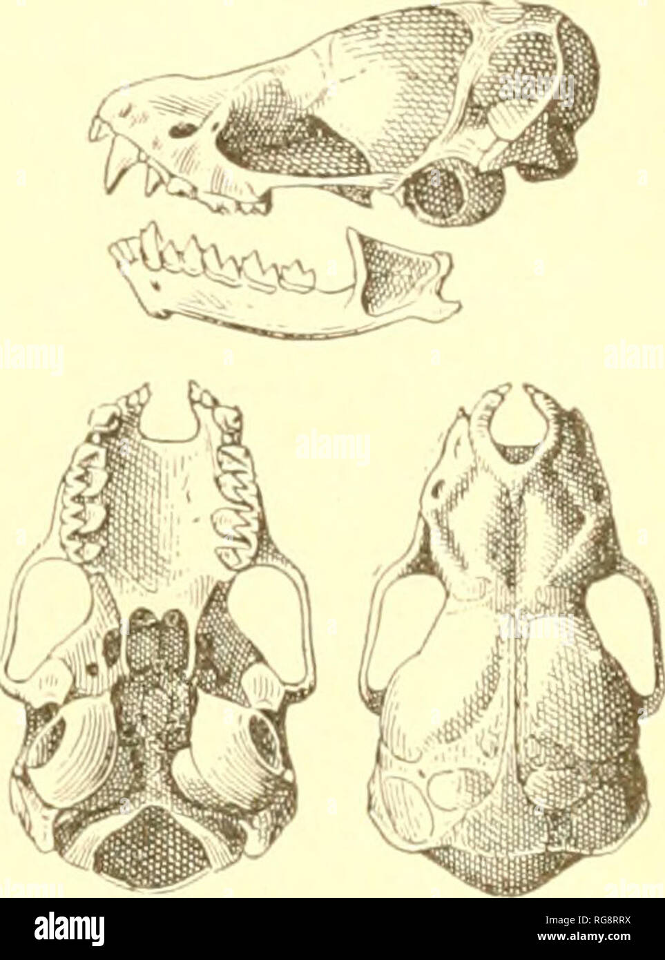 Secondary incisor teeth hi-res stock photography and images - Alamy