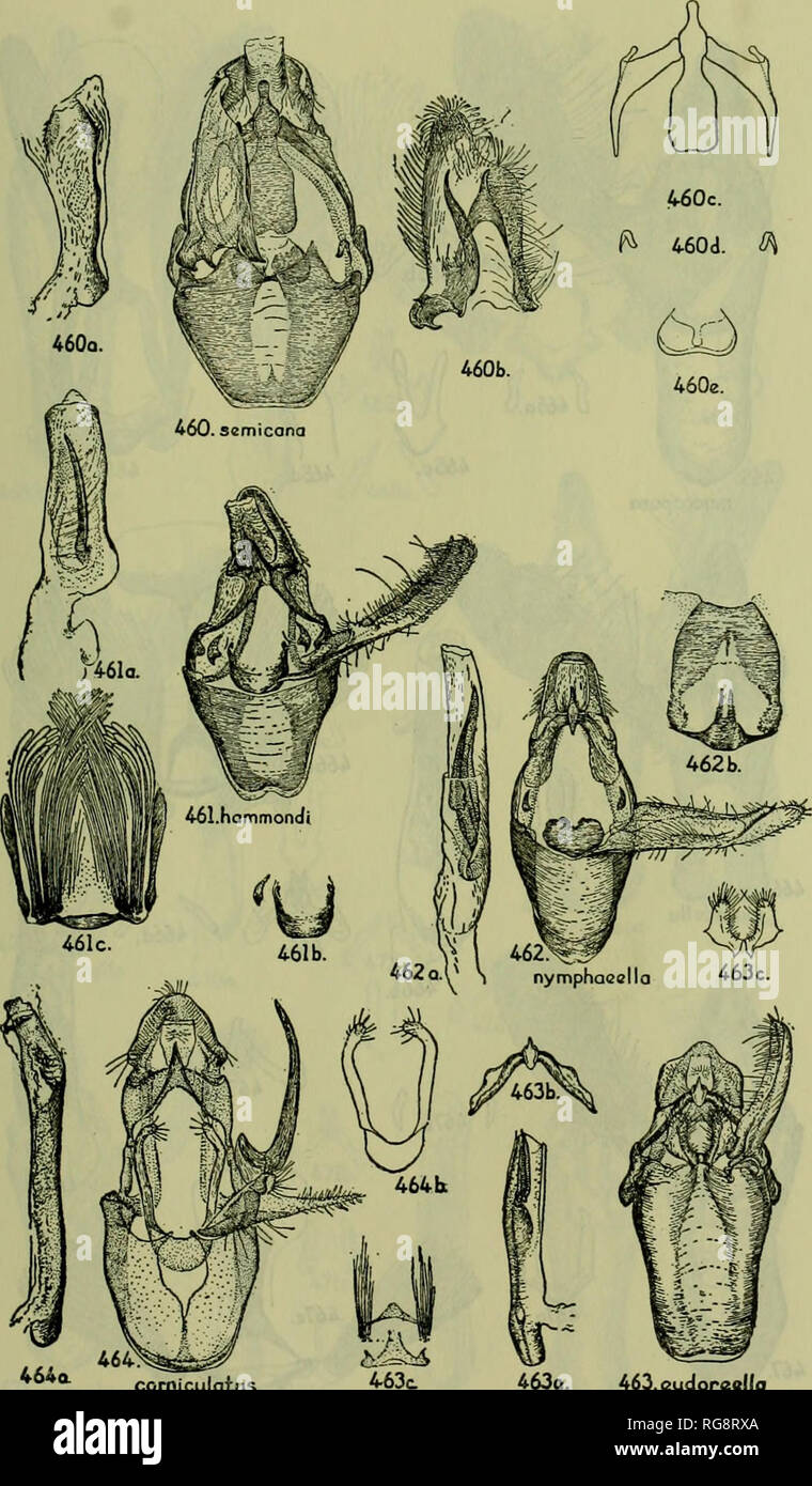 . Bulletin - United States National Museum. Science. AMERICAN MOTHS OF ...