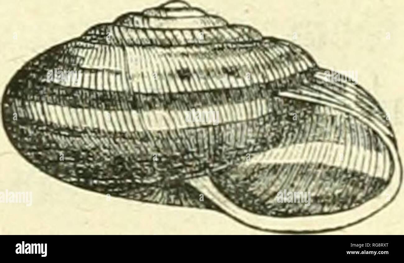 Brownish black tubercles hi-res stock photography and images - Alamy