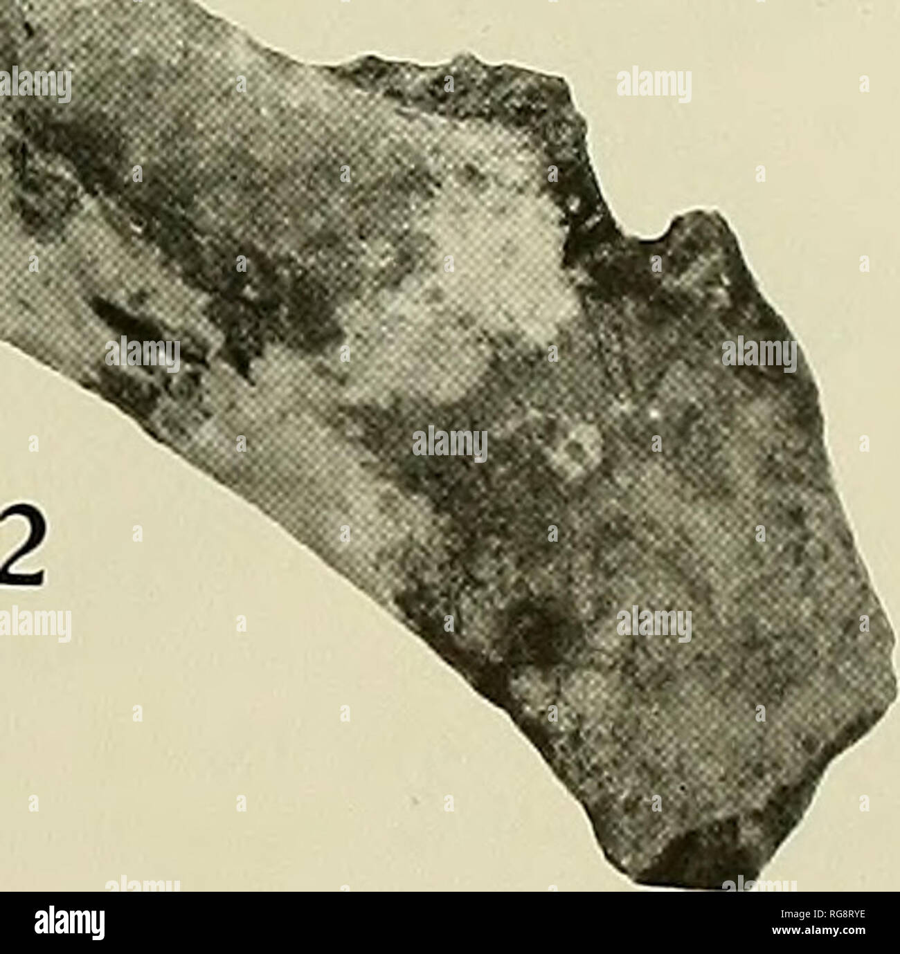 Lateral view of skull interior hi-res stock photography and images - Alamy